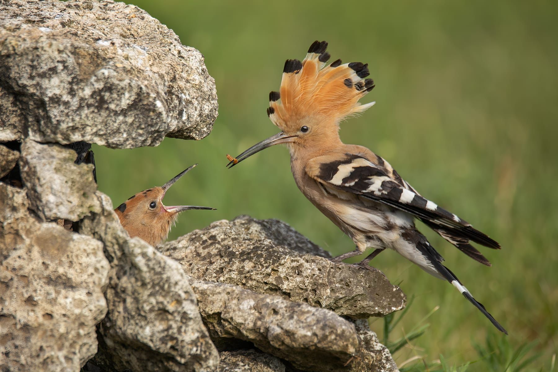 2024 IPF NATURE AND WILDLIDE AWARDS – Blackwater Photographic Society
