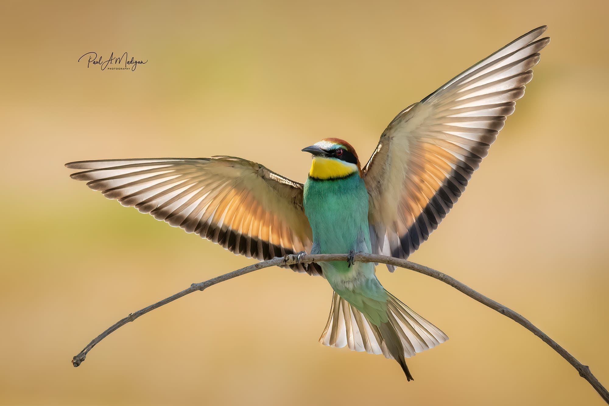 2024 IPF NATURE AND WILDLIDE AWARDS – Blackwater Photographic Society