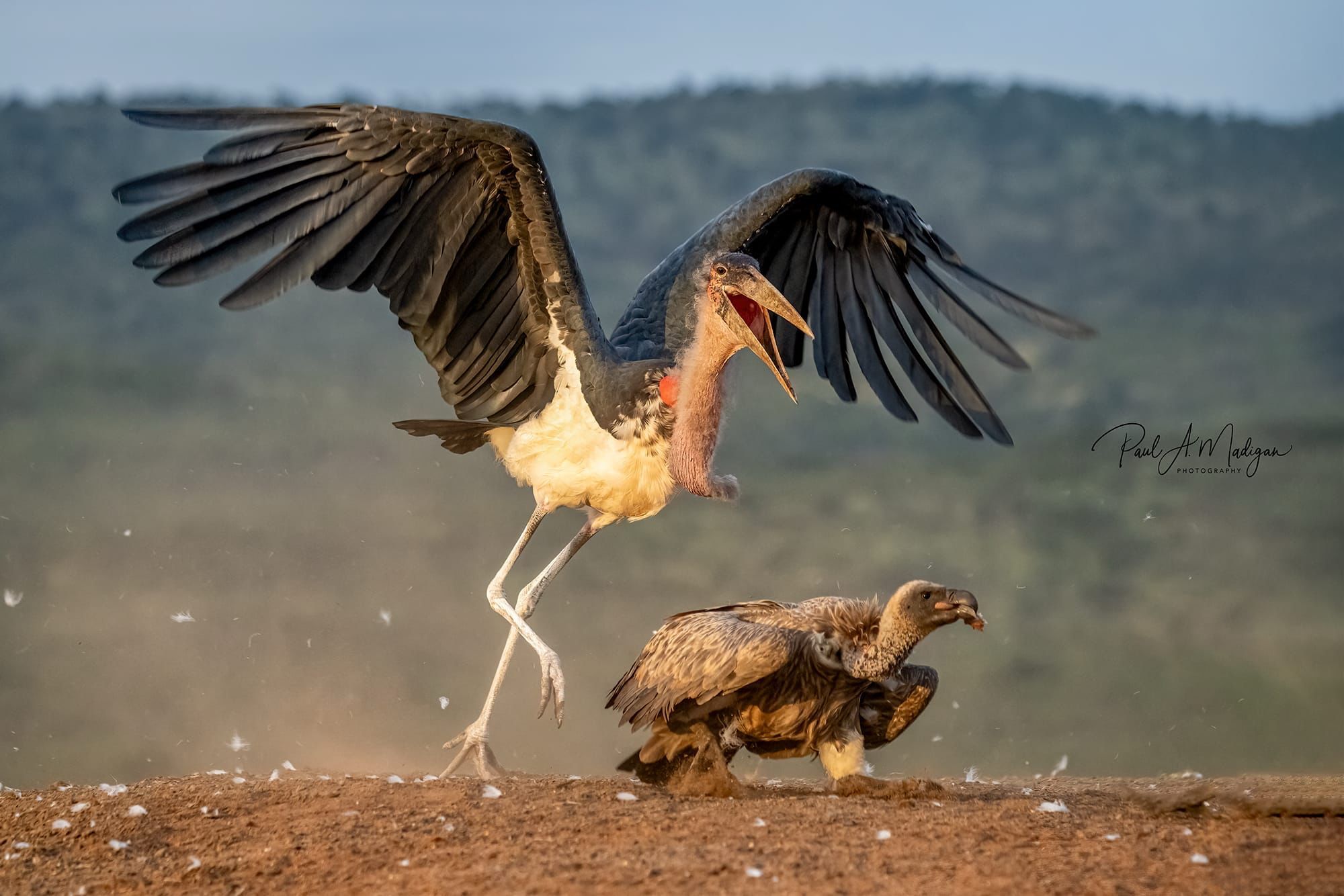 2024 IPF NATURE AND WILDLIDE AWARDS – Blackwater Photographic Society